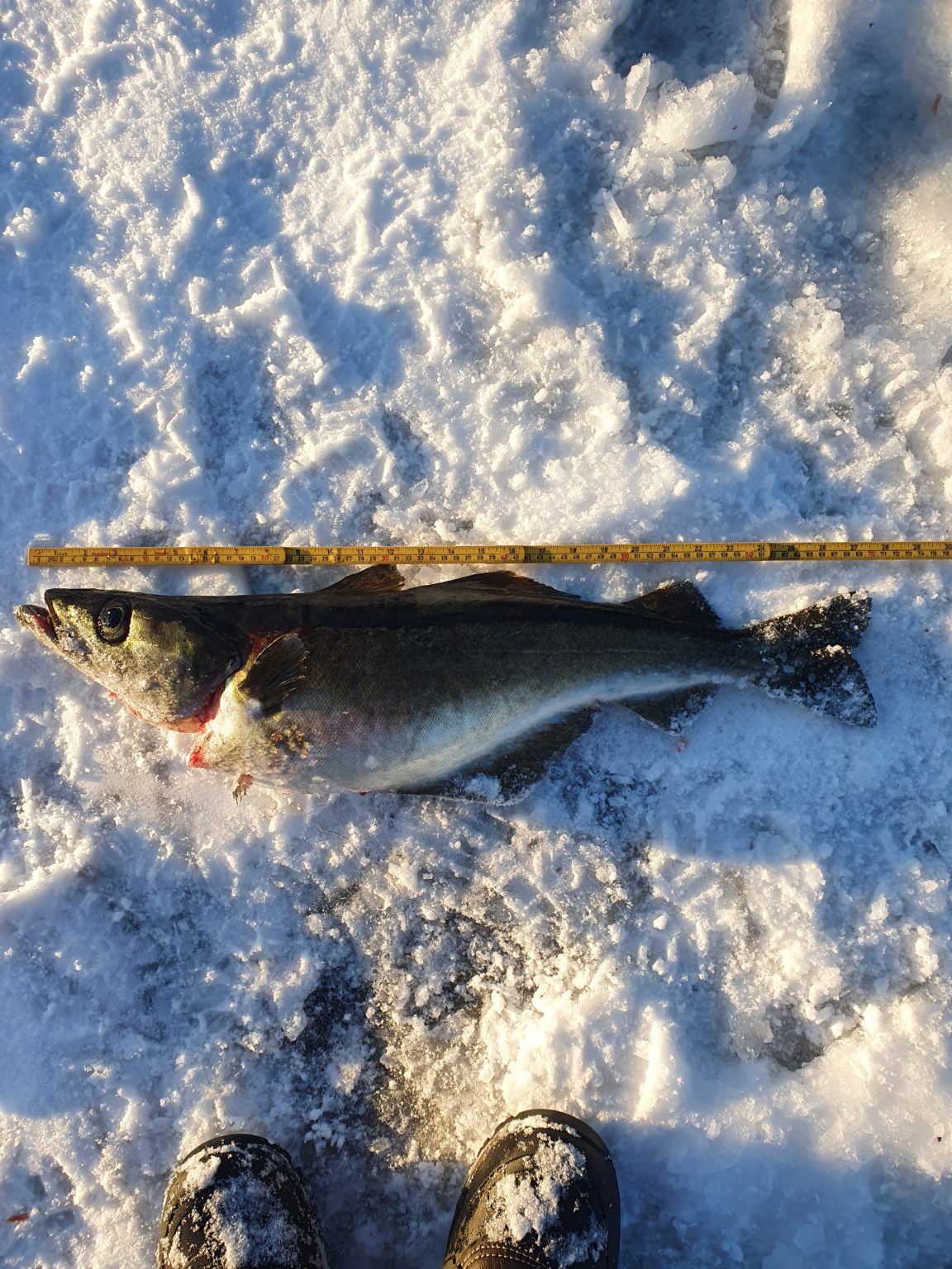 Isfiske på Haugalandet – SFK Galskap